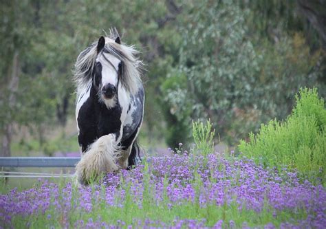 Tricolby Cobs Loving This Grass Facebook