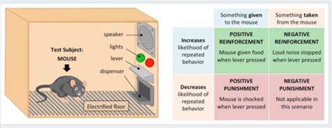 Psych Leaning Theories Of Instrumental Conditioning Operant