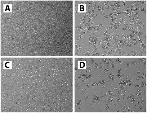 Ev Mediated Bacterial Aggregation Picture A And C Respectively