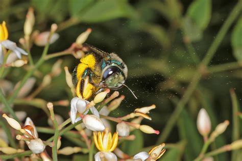 Buzz Pollination Ausemade