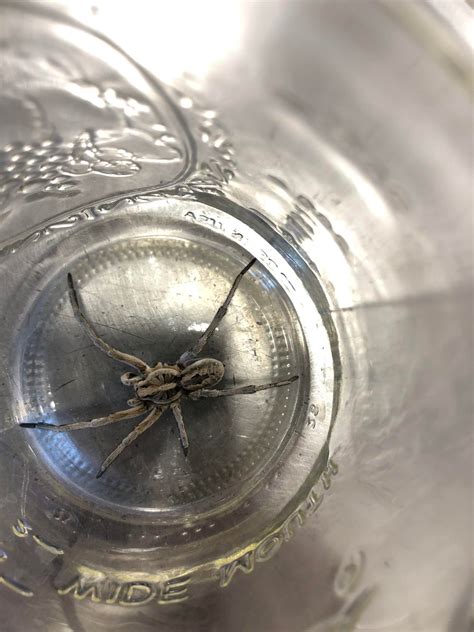 Emerald Jumping Spider Paraphidippus Aurantius R Spiderbro