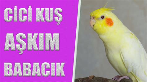 Babacık Aşkım Cici kuş Konuşan Sultan Papağanı dinlet konuşsun YouTube
