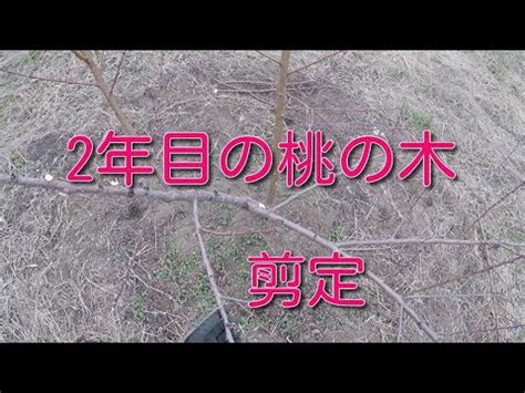 2年目の桃の木剪定 YouTube