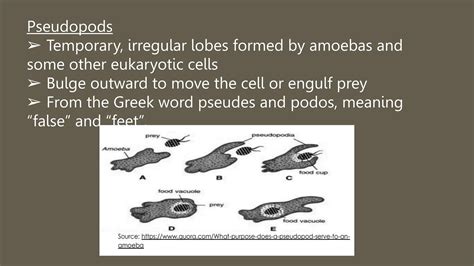 Cell Types Functions And Modification Pptx