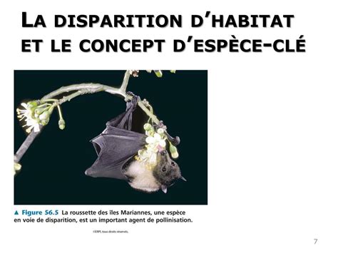 PPT Module I Environnement écologie et biodiversité PowerPoint