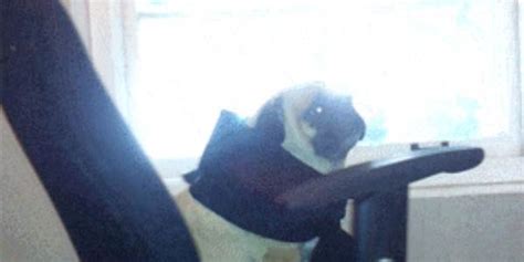 When I Go See My Boss After A Production Incident The Coding Love Programmer Humor S