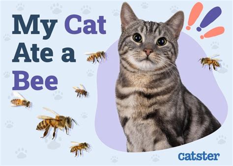 My Cat Ate A Bee Heres What To Do Vet Answer Catster