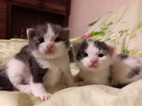 Котятам 18 дней | Пикабу