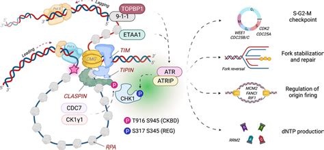 regulation of the atr chk1 checkpoint by the fork protection complex