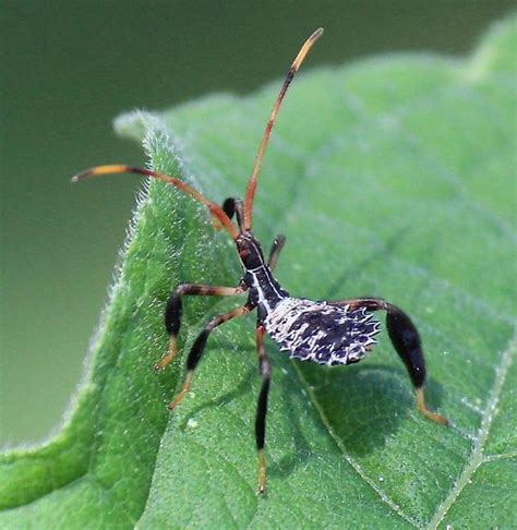 Acanthocephala Terminalis Acanthocephala Terminalis BugGuide Net