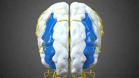 Brain Middle Frontal Gyrus Anatomy For Medical Concept 3d Stock