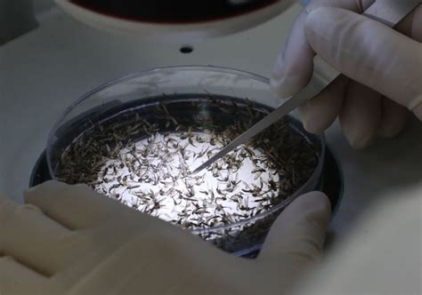 오늘은 세계 모기의 날[뉴시스pic] 파이낸셜뉴스