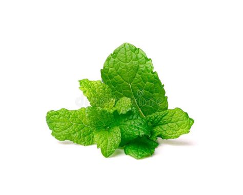 Mint Leaf Isolated Fresh Menthol Leaves Green Spearmint Menthol Herb