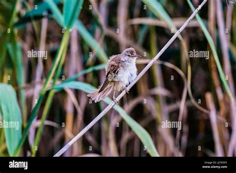 Great Reed Warbler Acrocephalus Arundinaceus In A Natural Habitat Stock