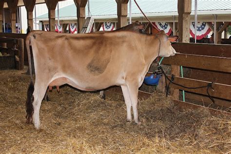Jen S Food Adventures Meat Milk And Pasteurization Mooo