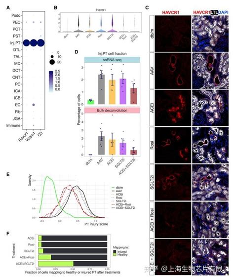 单细胞测序助力药物治疗研究发表高分文章《cell Metabolism》小鼠糖尿病肾病的治疗 知乎