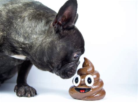 What Happens If A Person Eats Dog Poop