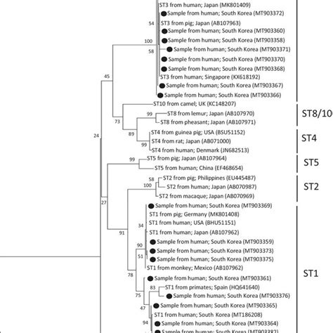 A Phylogenetic Tree Of Blastocystis Sp Drawn With Ssu Rrna Sequences