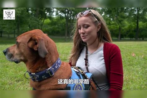 狗狗为什么能懂你的情绪