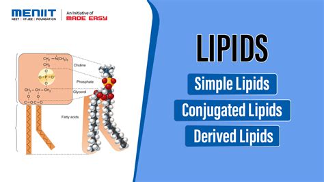 Simple Lipid Structure Diagram Lipids Biomacromolecules