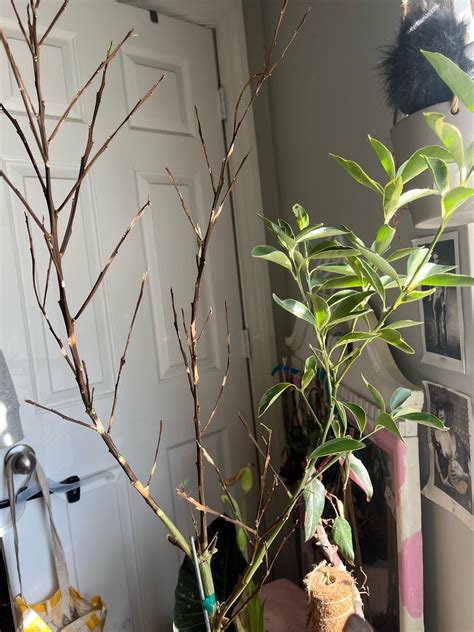 What Is Happening To My Kumquat Tree Rplants