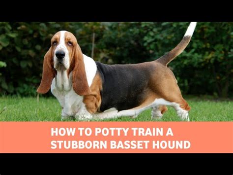 How To House Train A Basset Hound