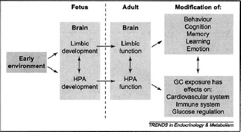 The Routes By Which The Fetal And Early Neonatal Environment Can