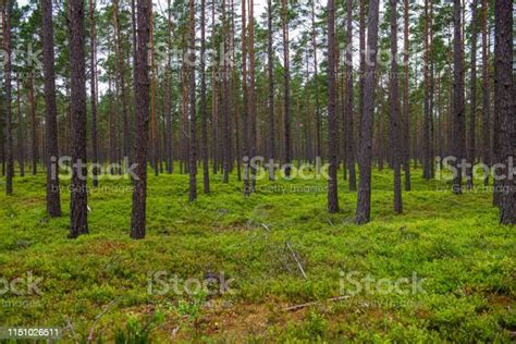 나무 줄기와 푸른 잔디와 혼합 나무 숲에서 포레스트 베드에 녹색 이끼 0명에 대한 스톡 사진 및 기타 이미지 0명 경관 나무 Istock