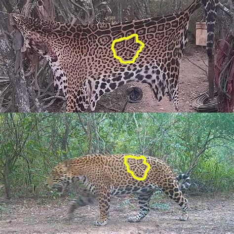 La Cacería De Uno De Los últimos Jaguares Del Chaco Argentino Pone En
