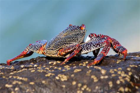 รูปภาพecdysozoa เลือกดูภาพถ่ายสต็อก เวกเตอร์ และวิดีโอ1672 Adobe Stock