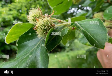 Detailed Close Up Of Beech Nuts On A European Beech Tree Fagus