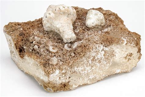 Two Mississippian Crinoids Uperocrinus And Macrocrinus Missouri