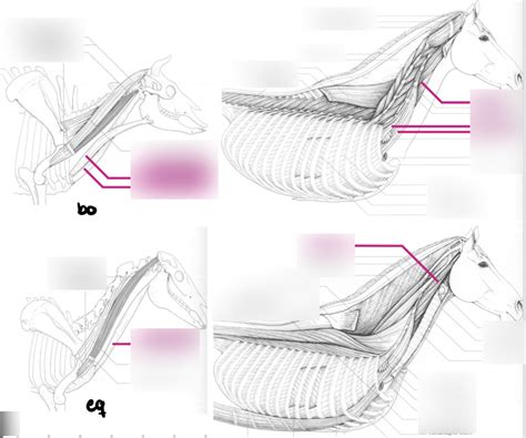 The Ventral Muscles Of Vertebral Column Diagram Quizlet