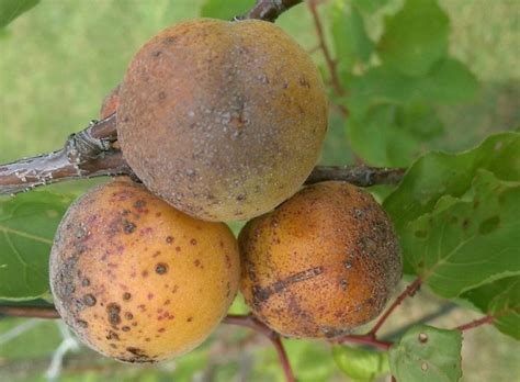 Ticchiolatura Malattie piante Che cos è e come combattere la