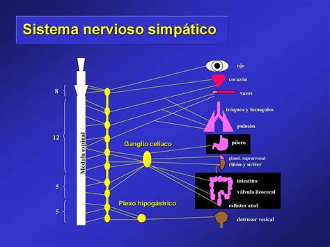 Fármacos que afectan función gastrointestinal ppt descargar