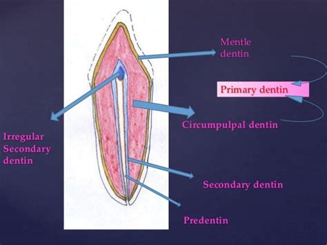 Dentin