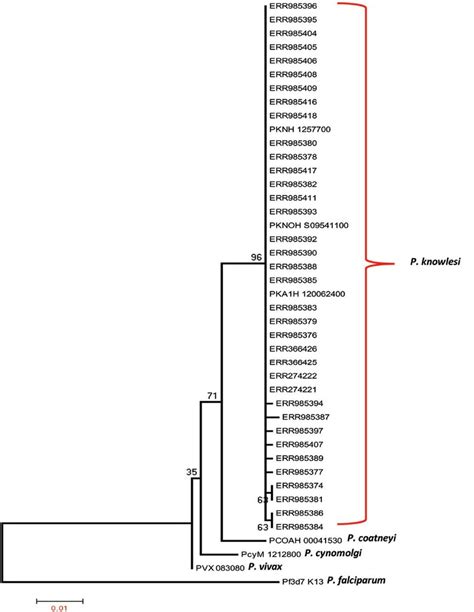 Phylogenetic Relationship Of Plasmodium Knowlesi Kelch Amino Acid