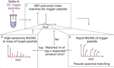 Validation And Quantification Of Peptide Antigens Presented On Mhcs Using Surequant Nature