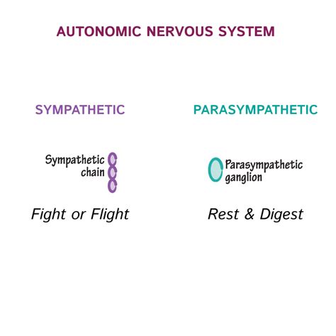 Neuroanatomy Glossary Autonomic Nervous System Ditki Medical