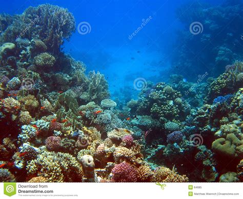 Coral Reef 2 Stock Image Image Of Unterwater Emperor Ocean 64685