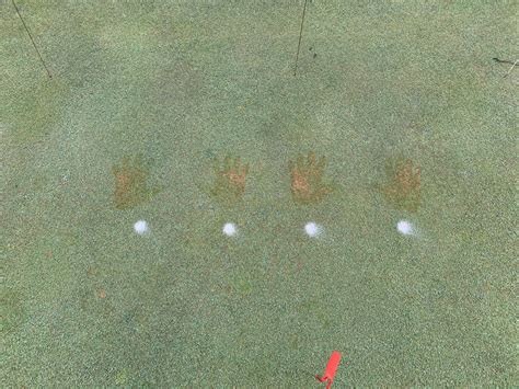 Can Hand Sanitizer Kill Creeping Bentgrass Turfgrass