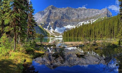 Land Pine Tree Scenics Nature Green Forest Pine Woodland