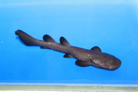 約580種68 000点の生き物たちとの春の素敵な出会いを体感サメの飼育種類数日本一のアクアワールド大洗で新プログラム開催アクアワールド