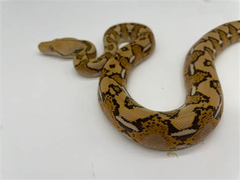 Mochino Poss Het Anthrax Genetic Stripe Reticulated Python By Dna