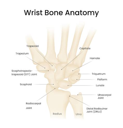 Wrist Bone Anatomy