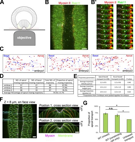 Apical Membrane Example At Isabel Spiegel Blog