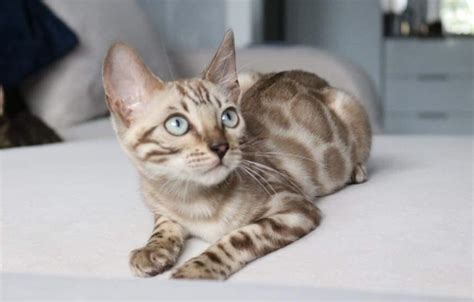 Spotted Snow Bengal Kittens