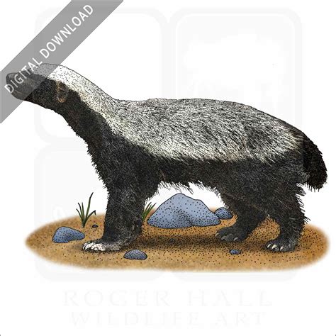 Honey Badger Drawing At Samantha Straus Blog