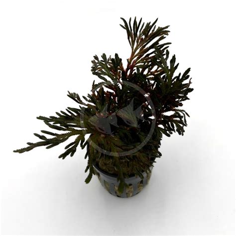 Terrarium Ruby Red Moss Selaginella Erthropus Aquatics Unlimited
