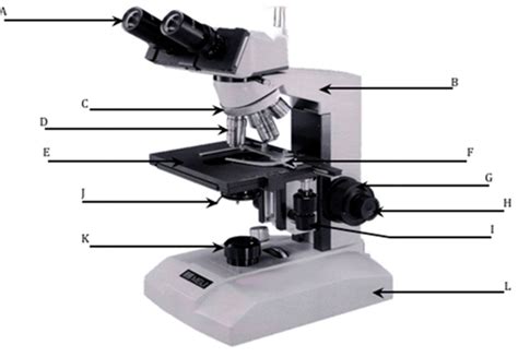 BF Lab Practical 1 Diagram Quizlet